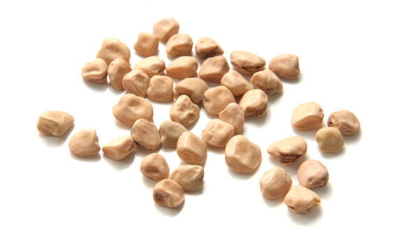 Cicerchia [Chickling] - BMS ORGANIC